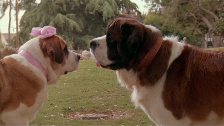 Best Dog Movies In The World
